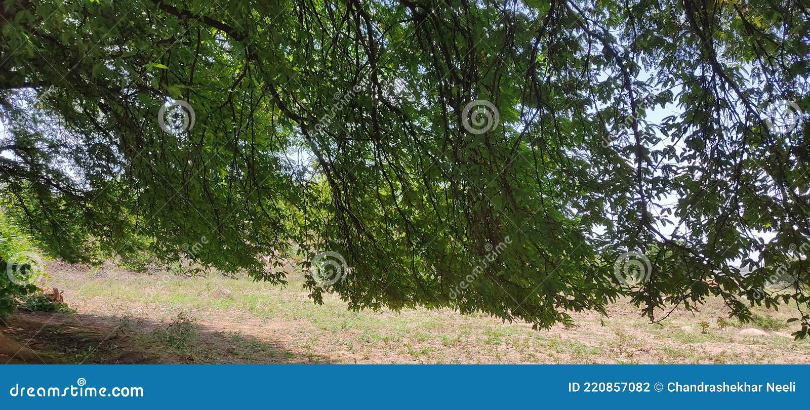Tamarind tree branches stock photo. Image of green, forest - 220857082