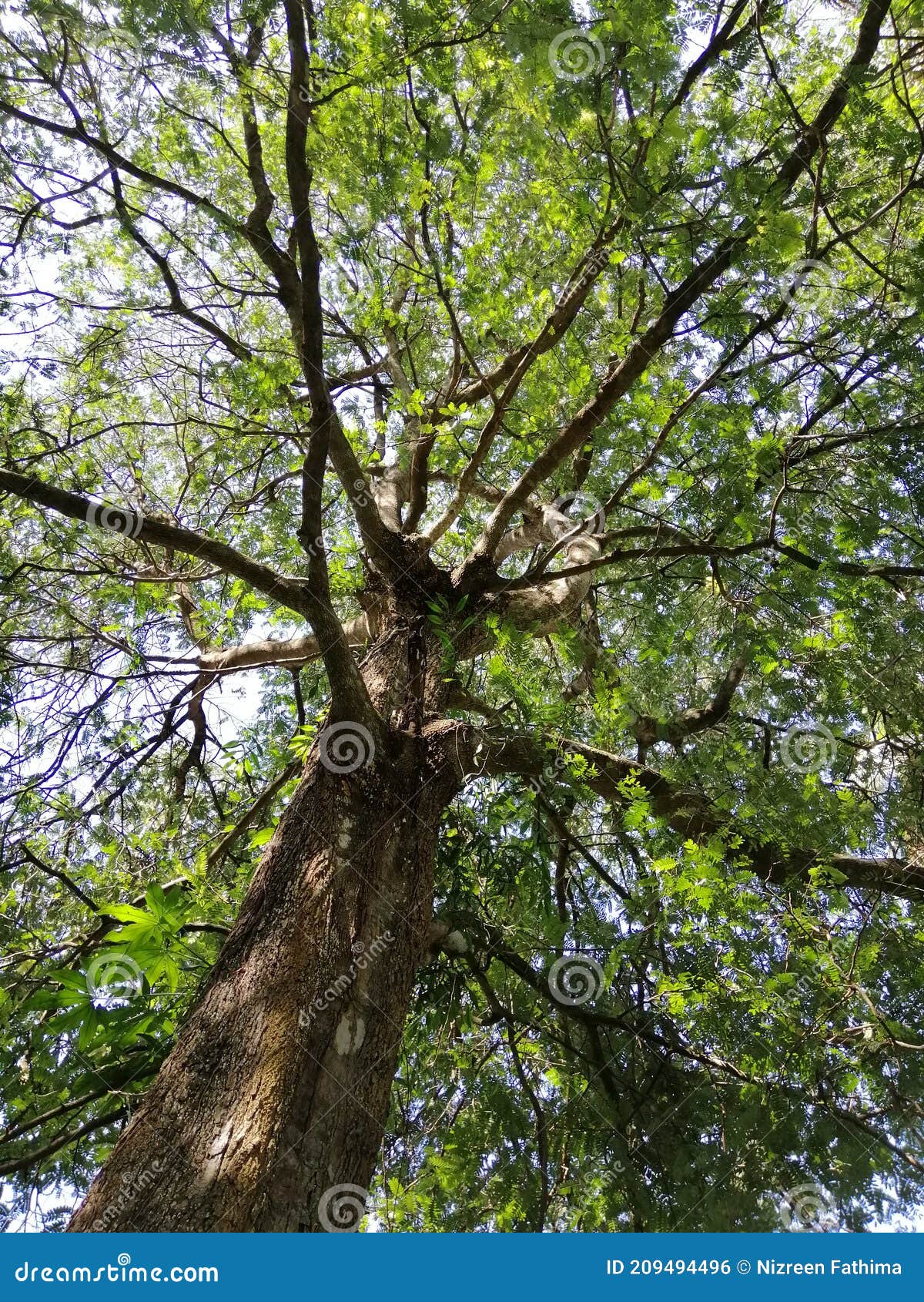 Tamarind Tree Branches with Trunk Stock Photo - Image of deciduous ...