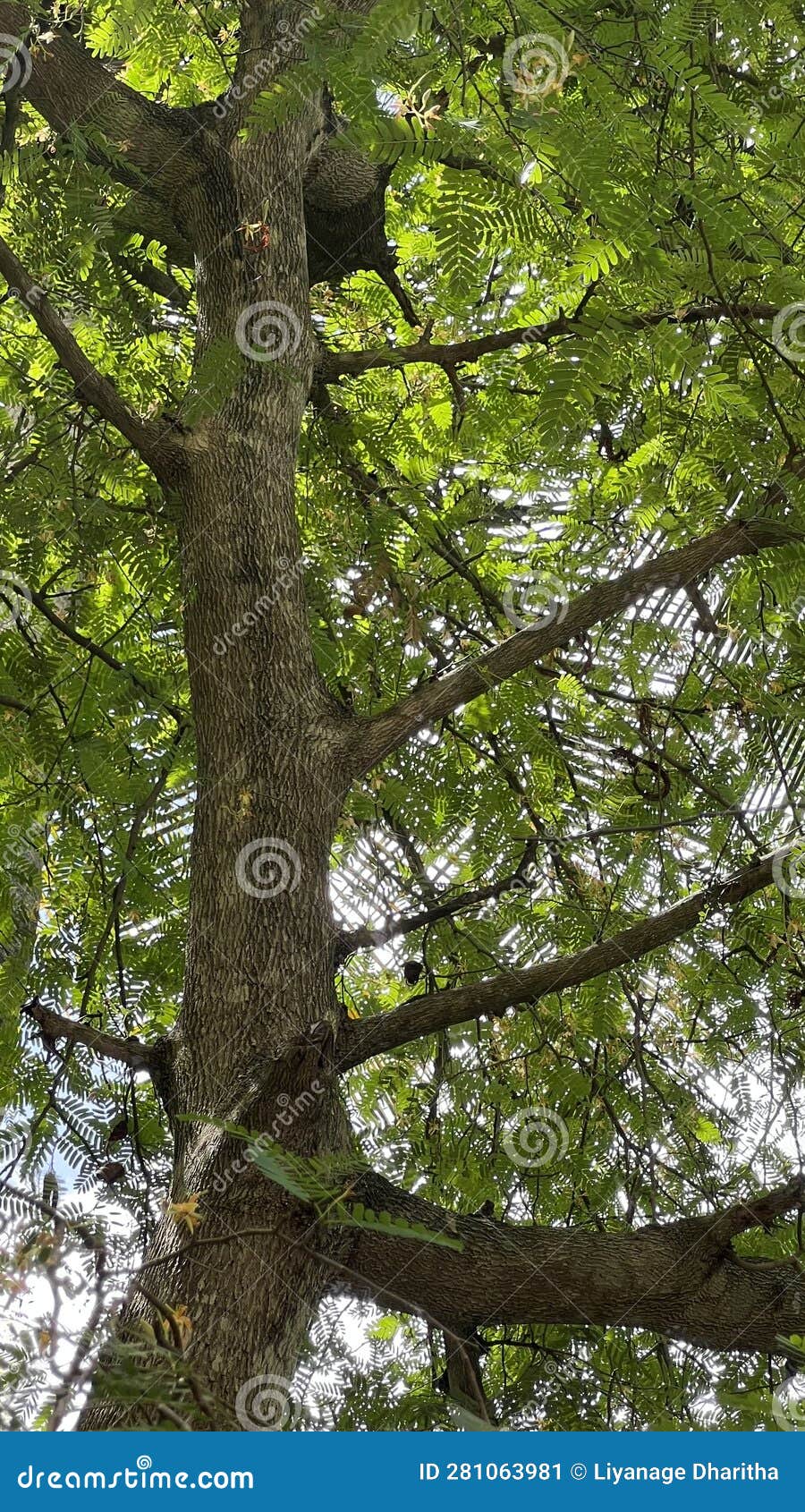 Tamarind tree Ceylon stock image. Image of deciduous - 281063981