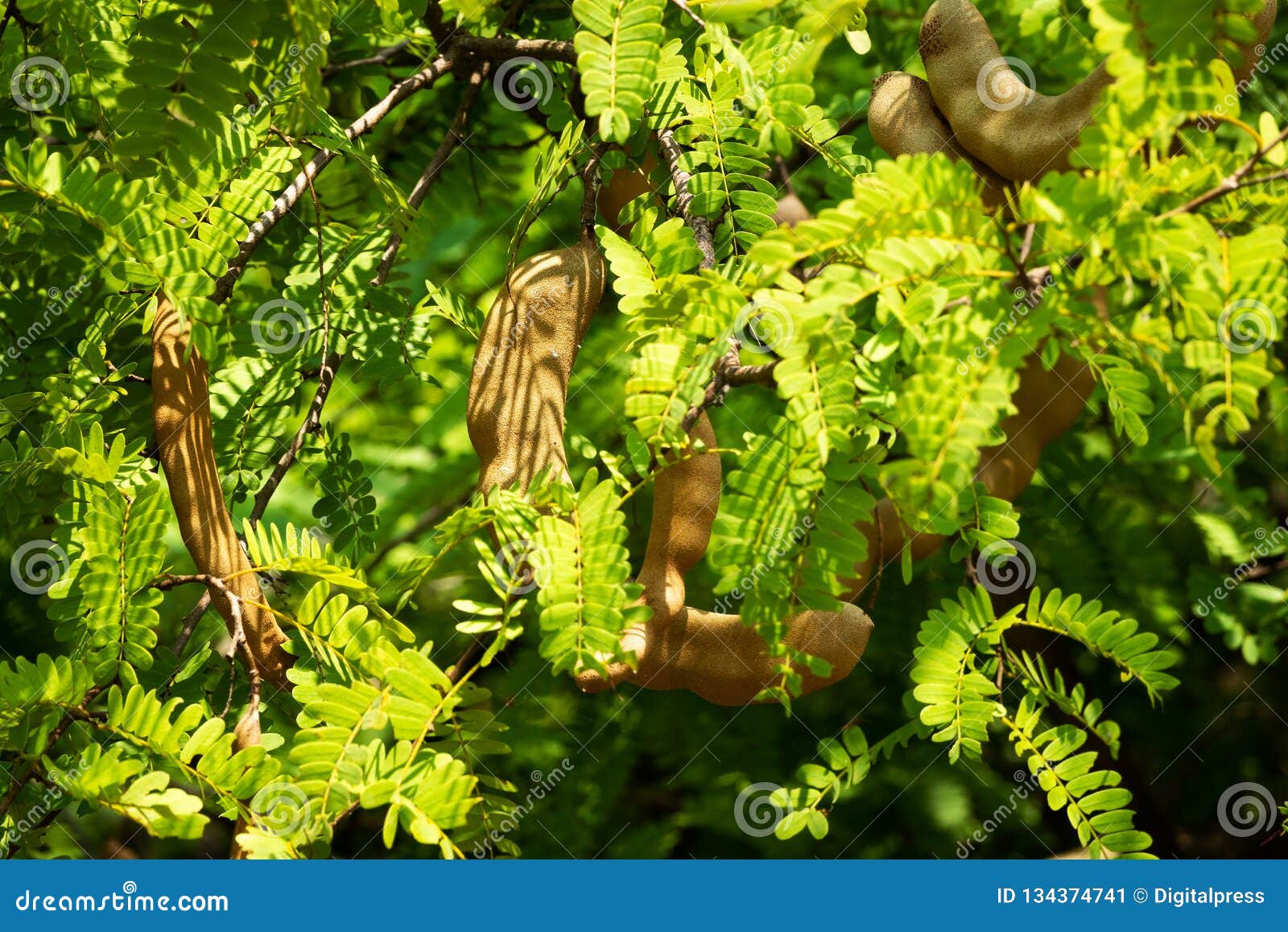Tamarind on Tree stock image. Image of tree, nature - 134374741