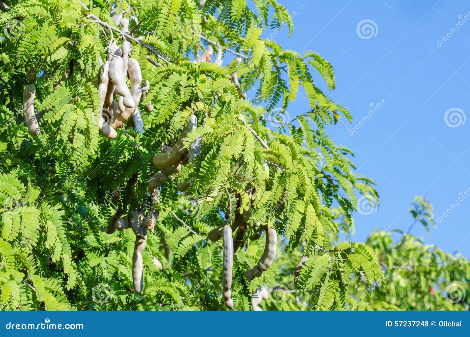 Tamarind on tree stock photo. Image of hang, vitamin - 57237248