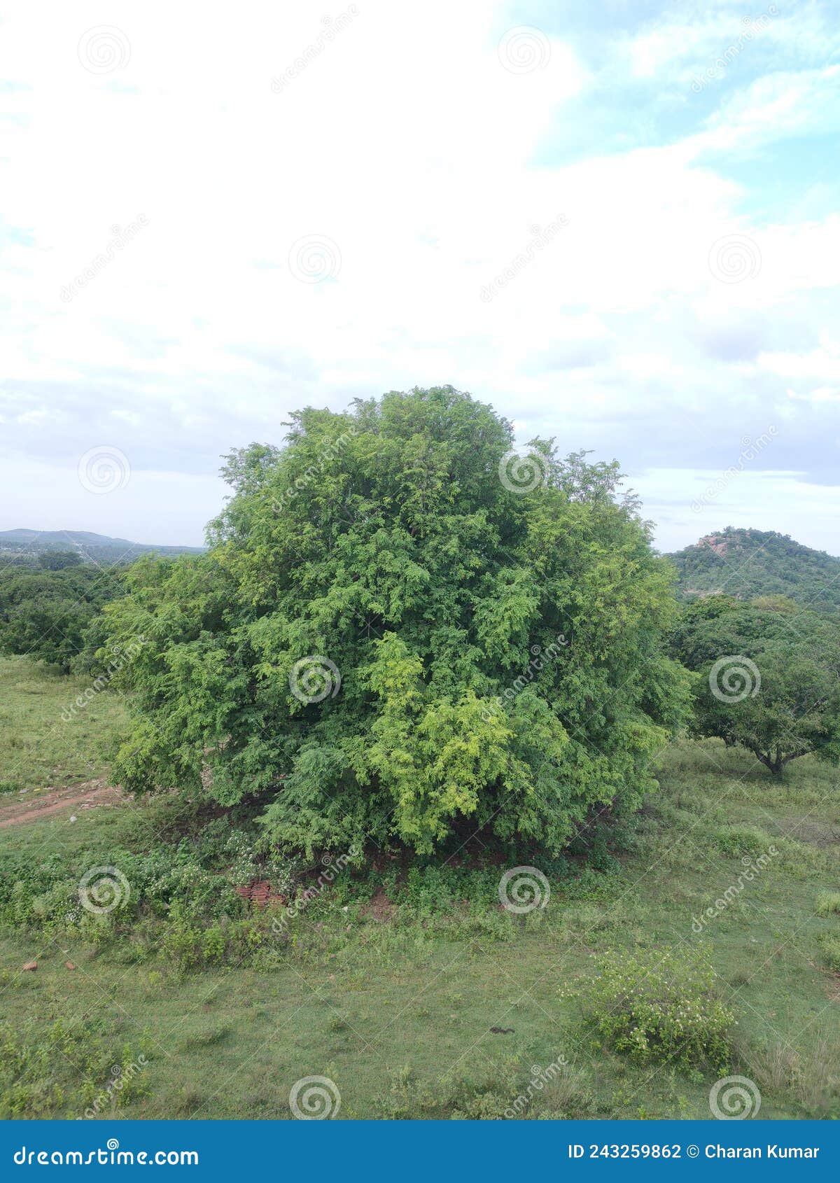 Tamarind tree in farm stock photo. Image of flower, shrub - 243259862