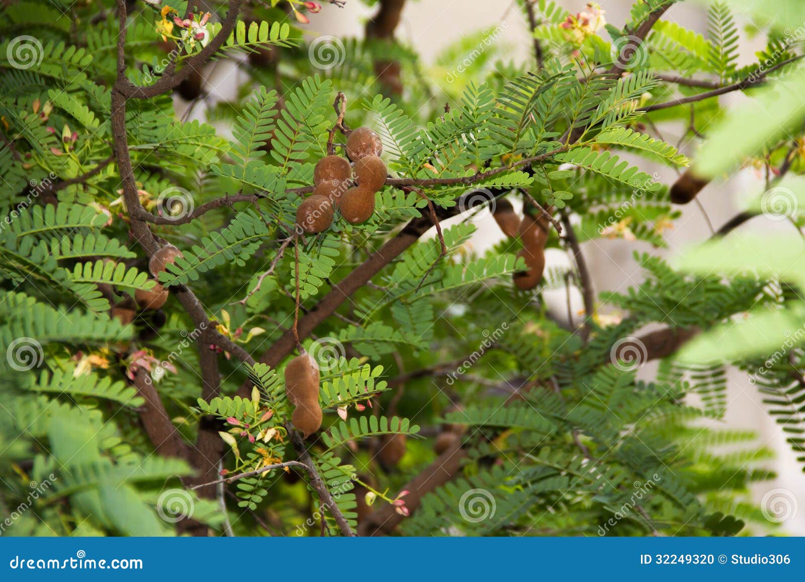 Tamarind tree stock photo. Image of sweet, vegetable - 32249320