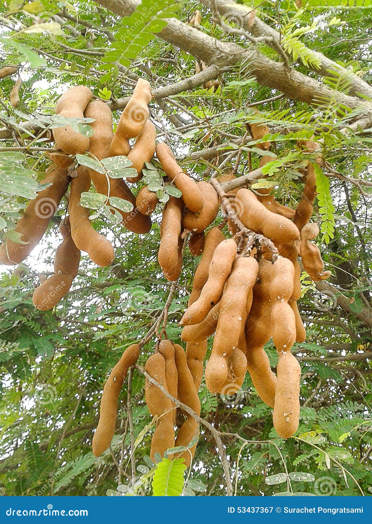 Tamarind tree stock image. Image of woods, foliage, wood - 53437367