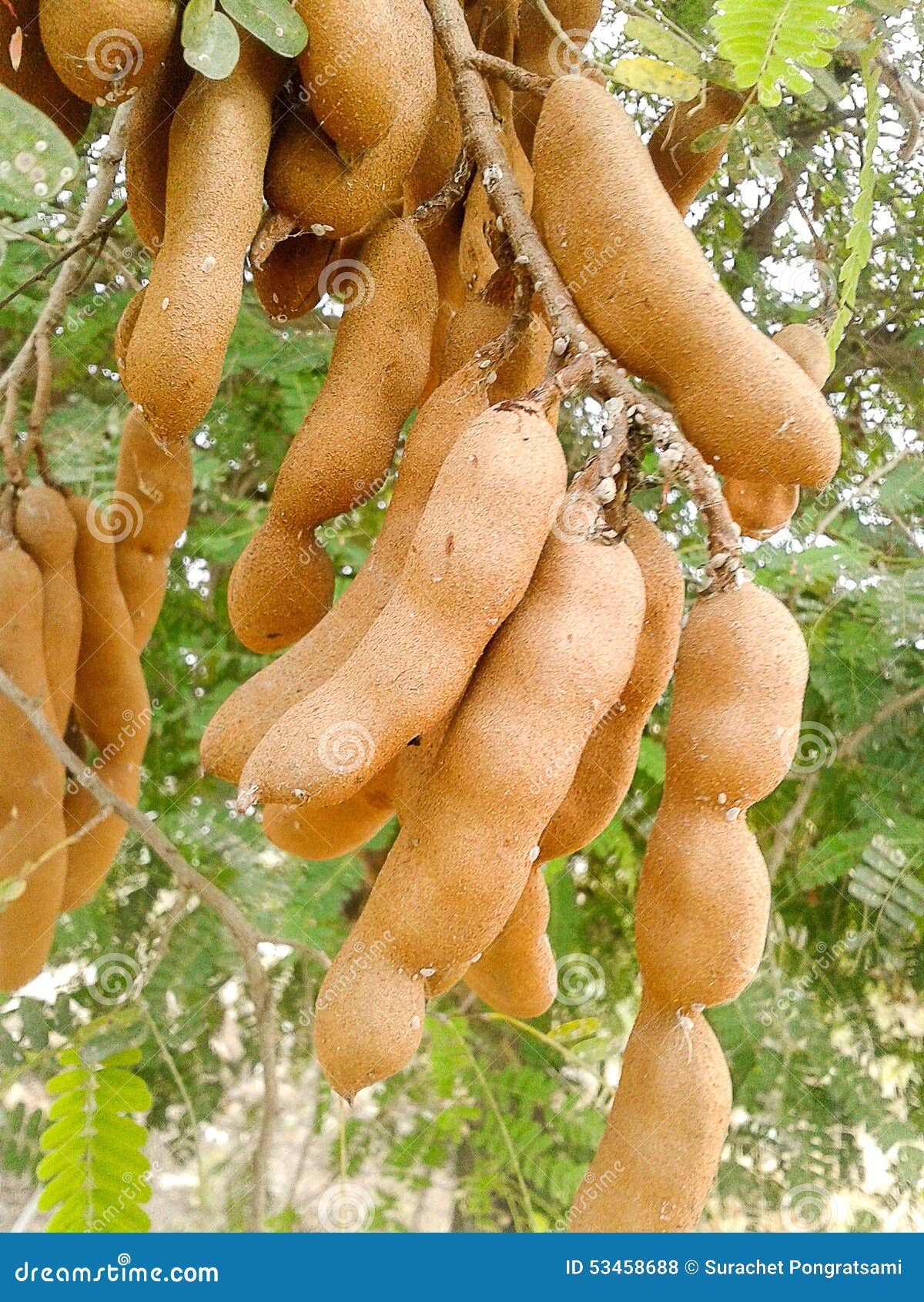 Tamarind Tree Stock Photography | CartoonDealer.com #53458688