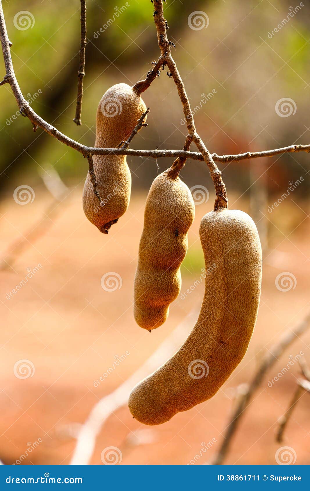 Tamarind on tree stock image. Image of road, tropical - 38861711