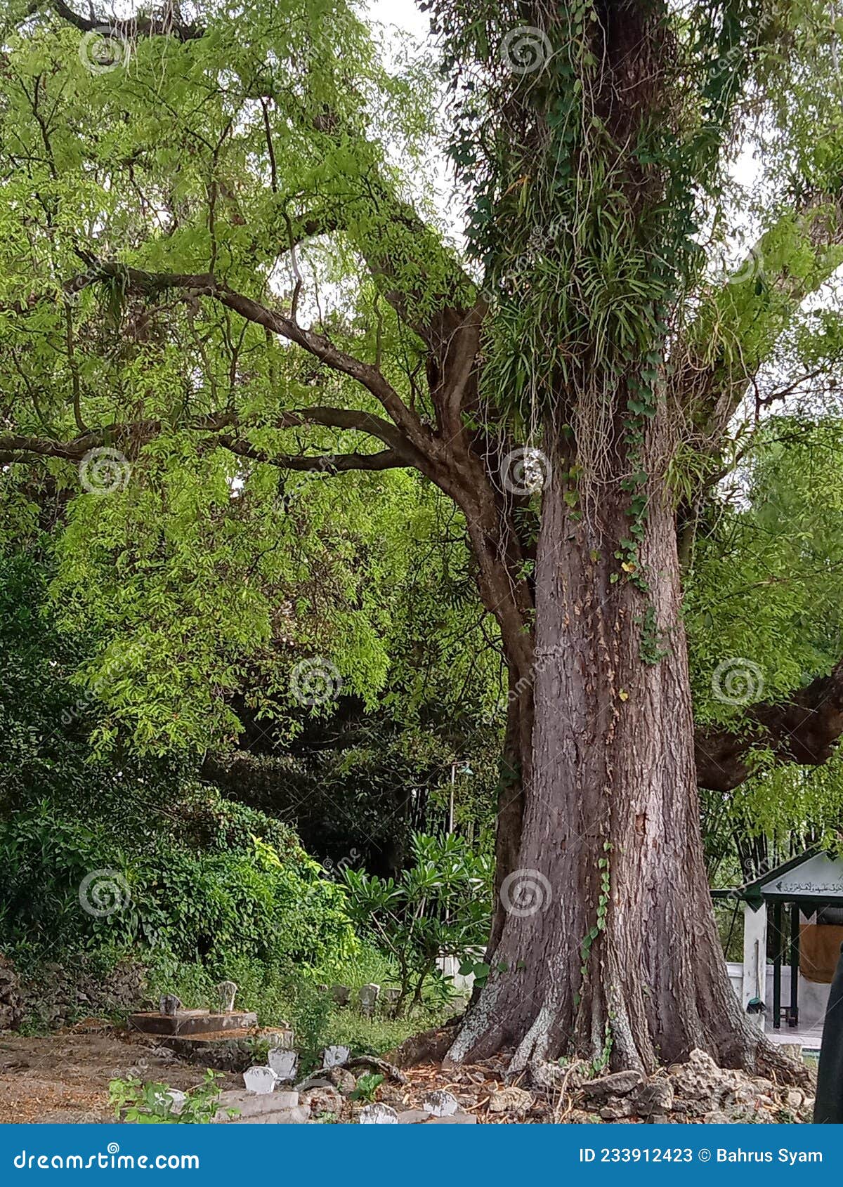 Tamarind Tree with Hundreds of Years Old Editorial Stock Photo - Image ...