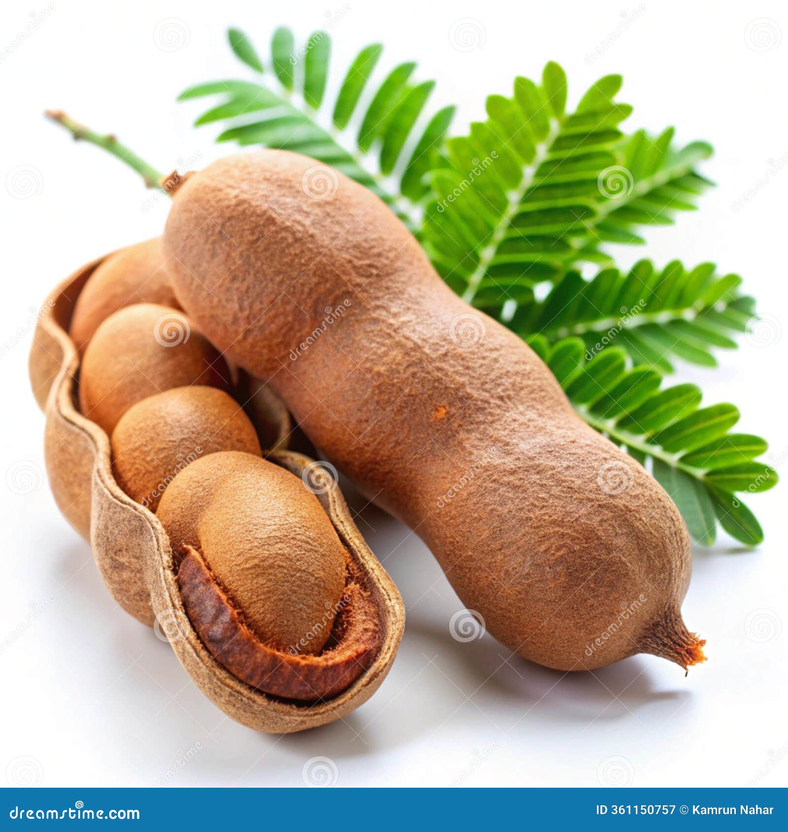 Tamarind Tree Flower In The Garden. Royalty-Free Stock Photography ...