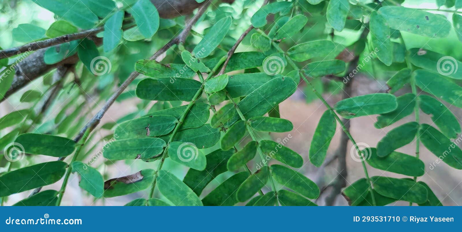 Tamarind Tree Leaves Tamarind Paste Stock Photo - Image of leaf, shrub ...