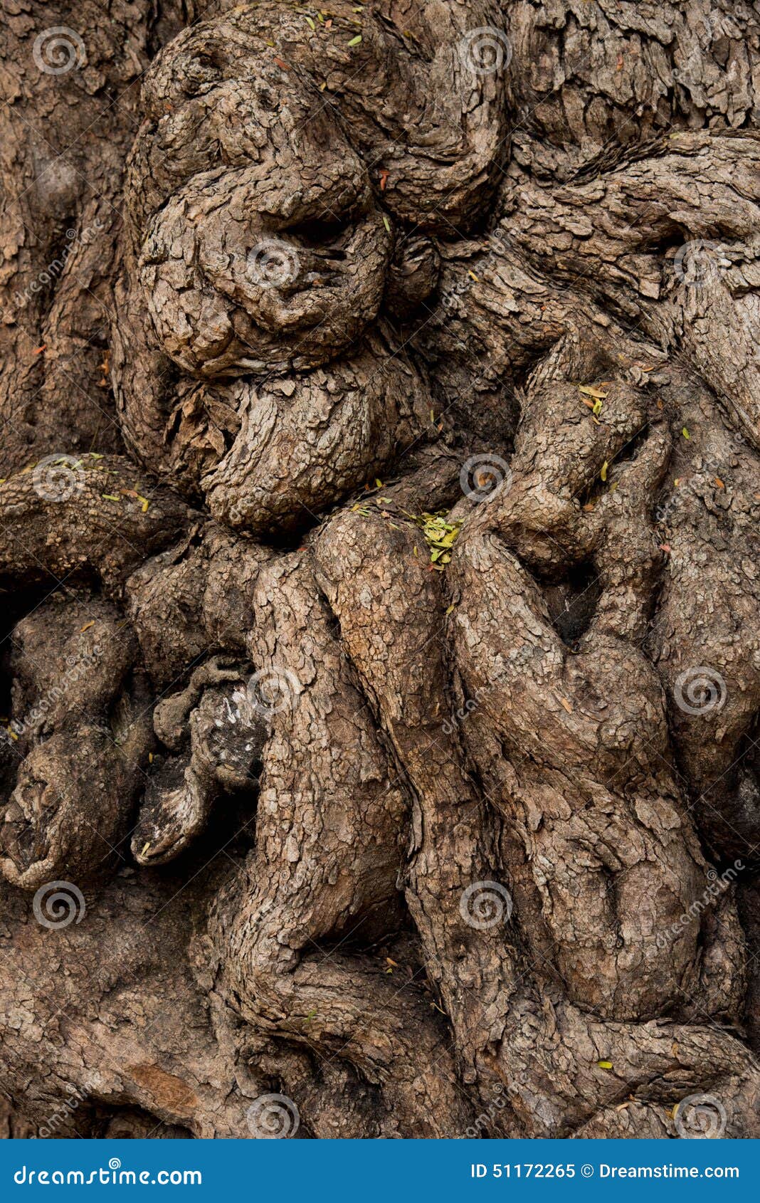 Tamarind tree stock image. Image of rind, tree, wood - 51172265