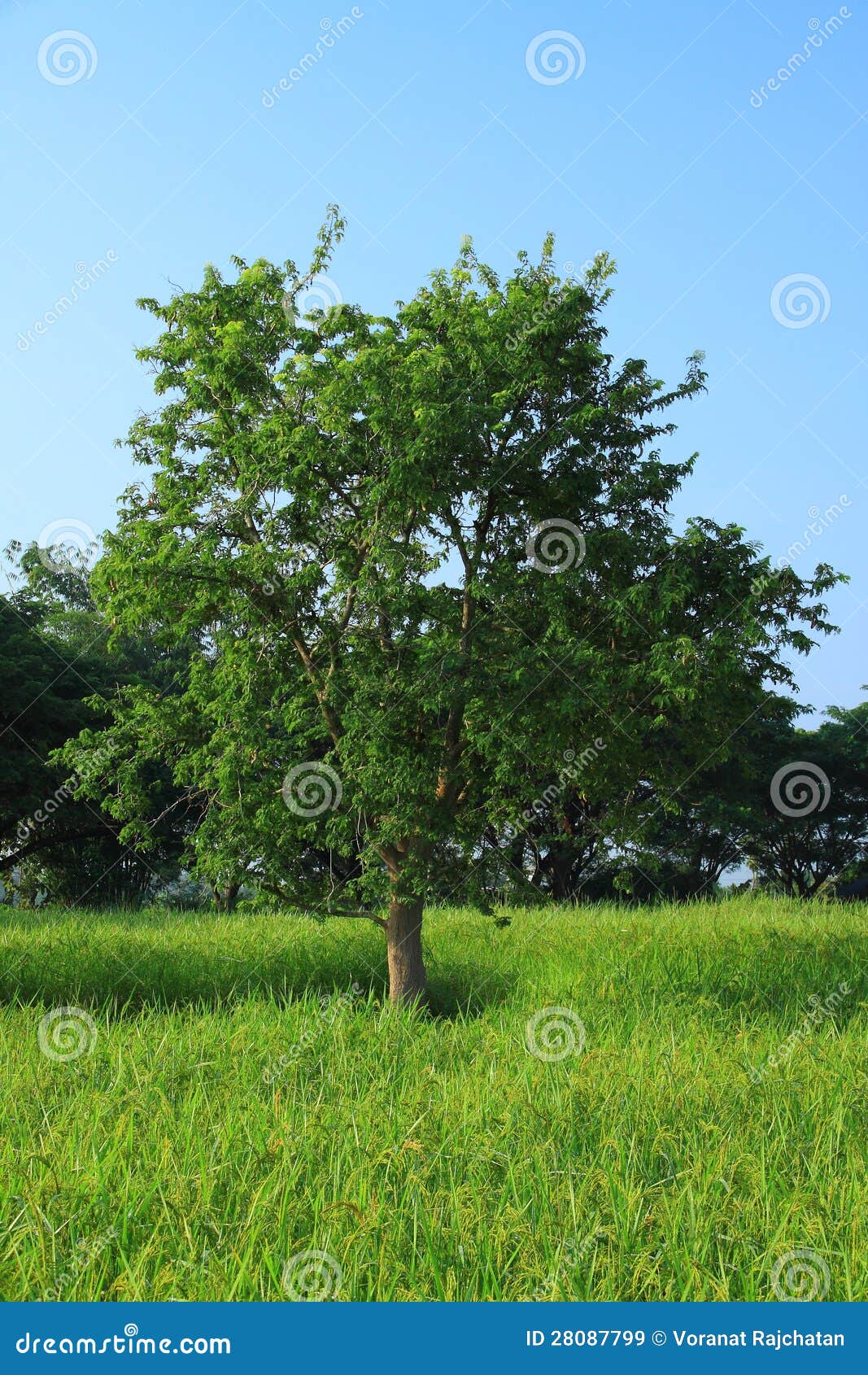 Tamarind Tree in the Rice Farm Stock Image - Image of cultivation ...