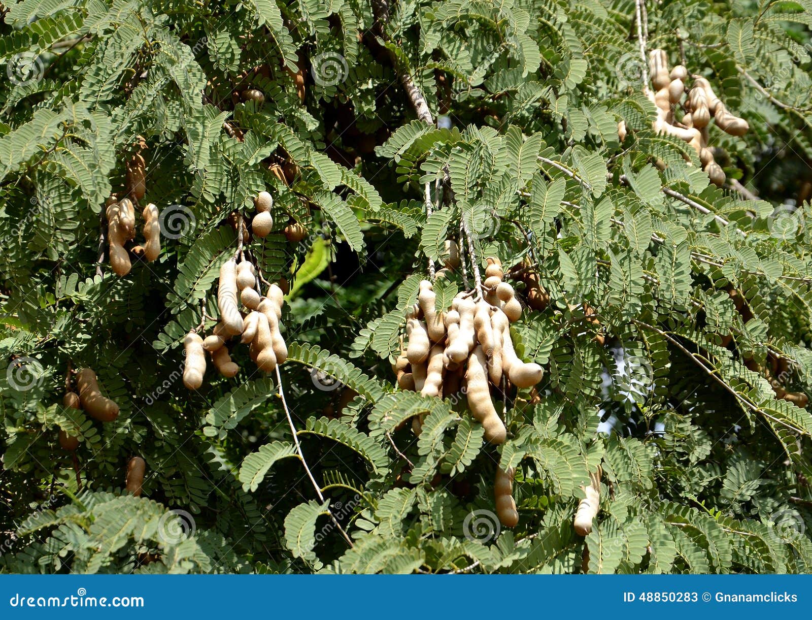 TAMARIND TREE stock image. Image of tree, elongated, jawa - 48850283