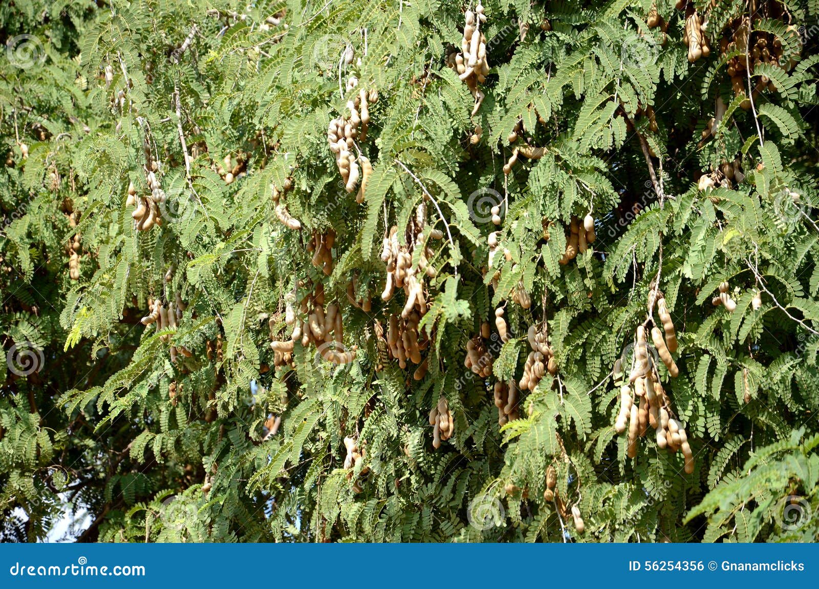 TAMARIND TREE stock photo. Image of leaflets, branch - 56254356