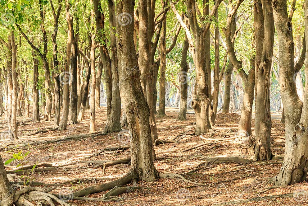Tamarind tree stock photo. Image of water, root, sunny - 63935818
