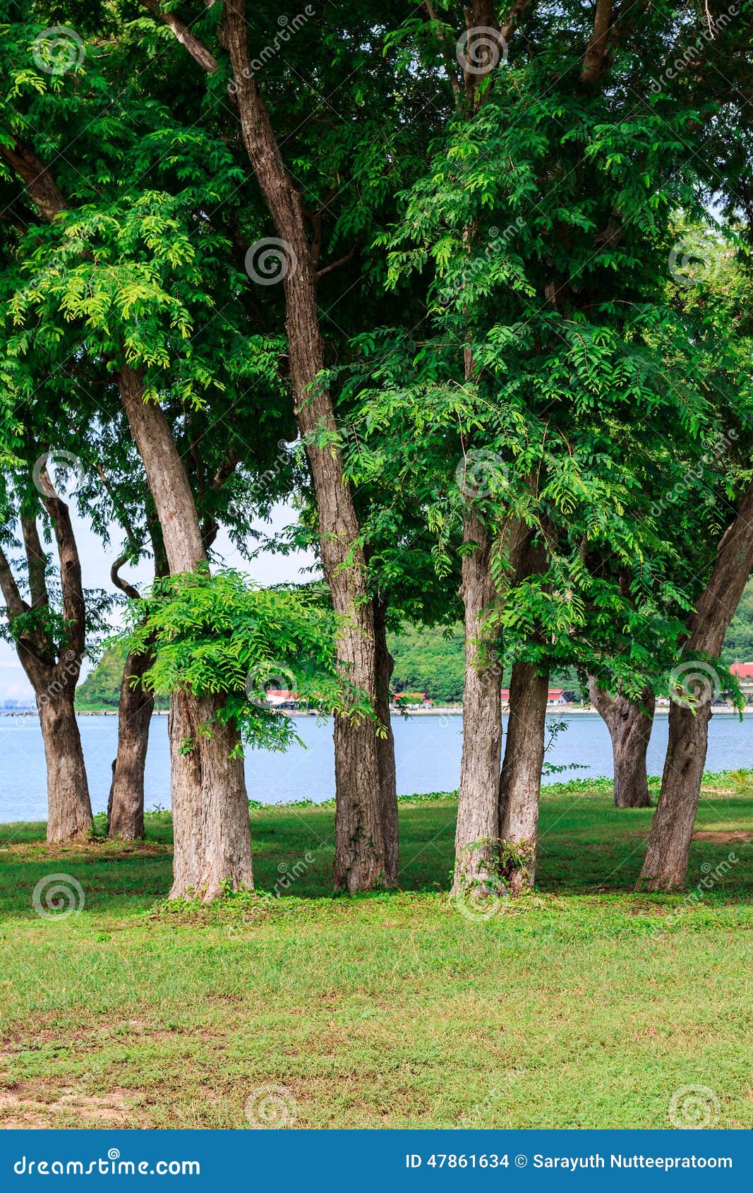 Tamarind tree stock photo. Image of fruit, life, nature - 47861634