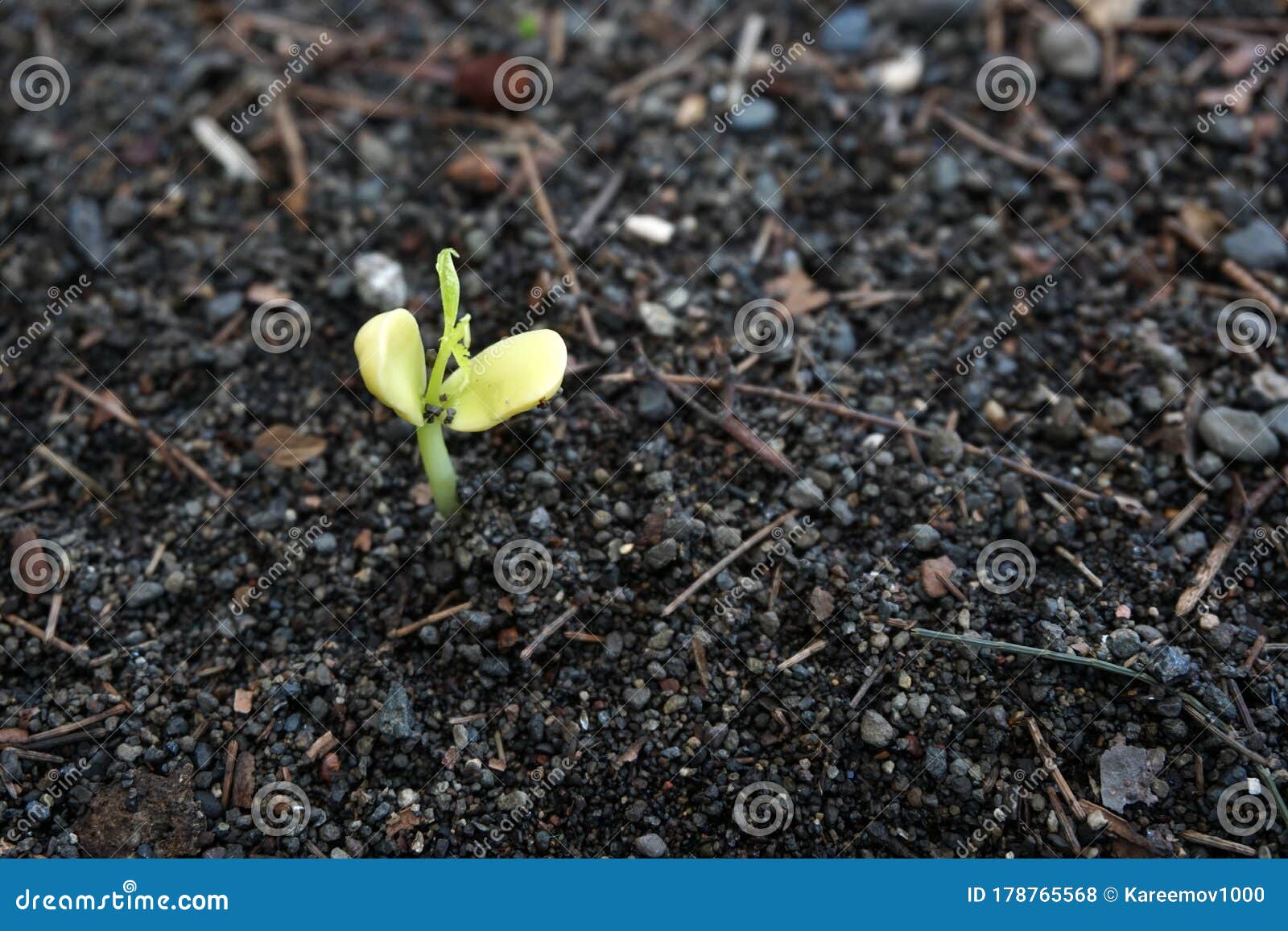 Tamarind Tree Shoots, a Plant that Has Just Sprouted from Seeds. Stock ...