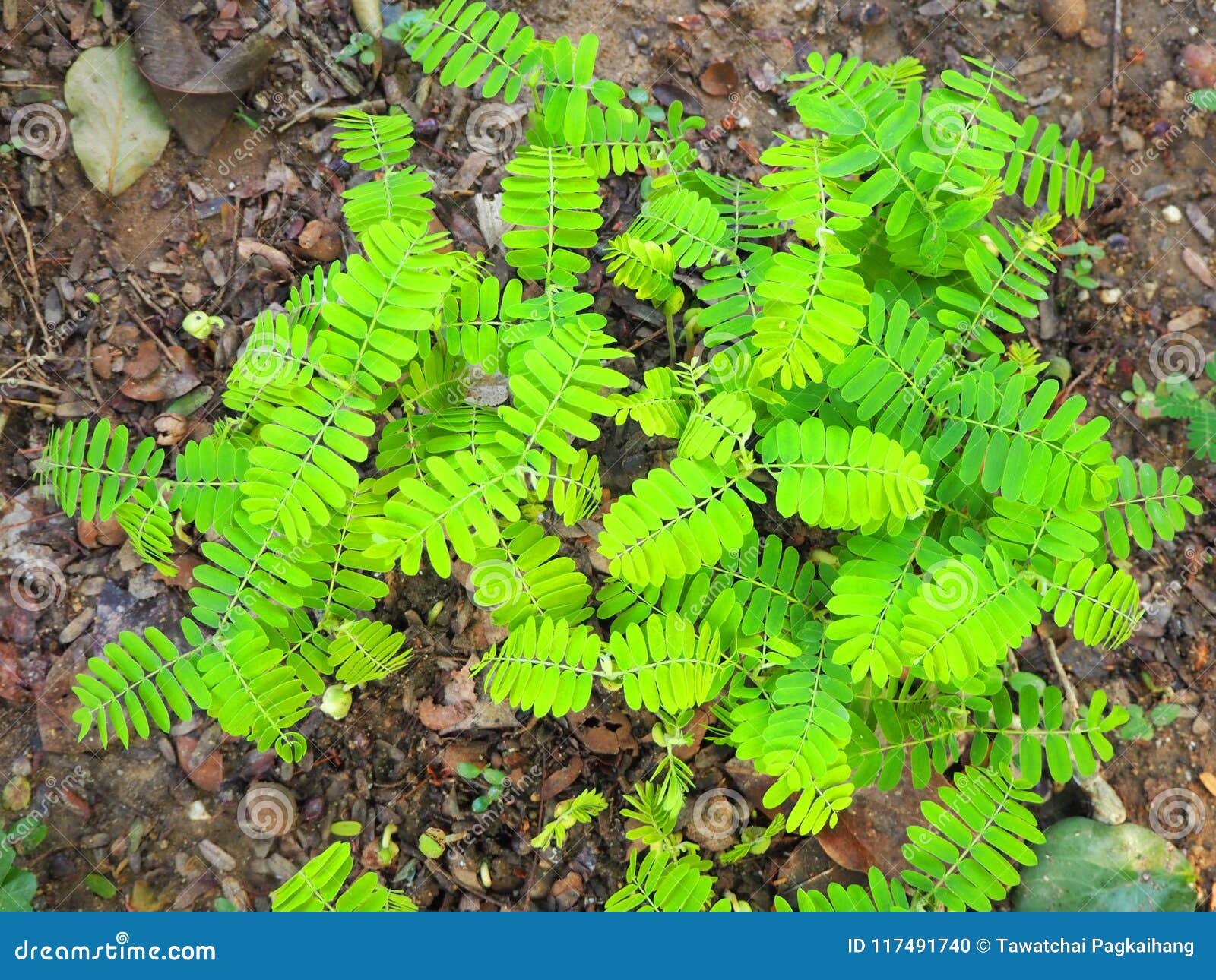 Tamarind tree stock photo. Image of gardening, growth - 117491740