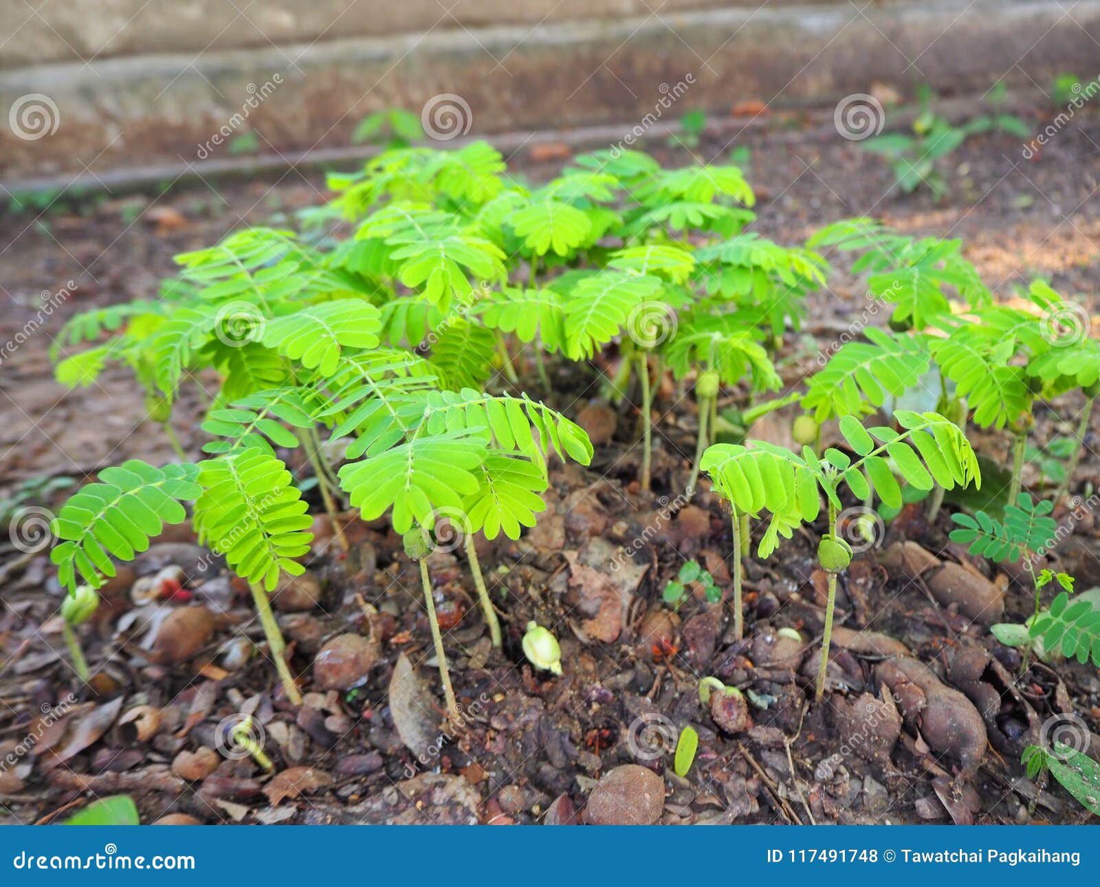Tamarind tree stock photo. Image of tamarind, growing - 117491748