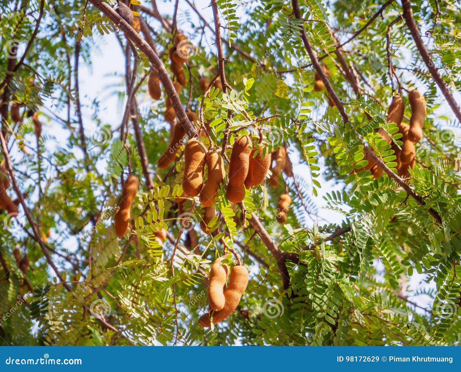 Tamarind on tree stock image. Image of tamarind, brown - 98172629