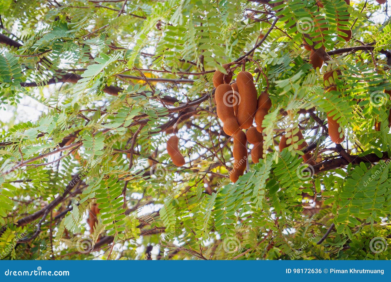 Tamarind on tree stock photo. Image of thailand, natural - 98172636