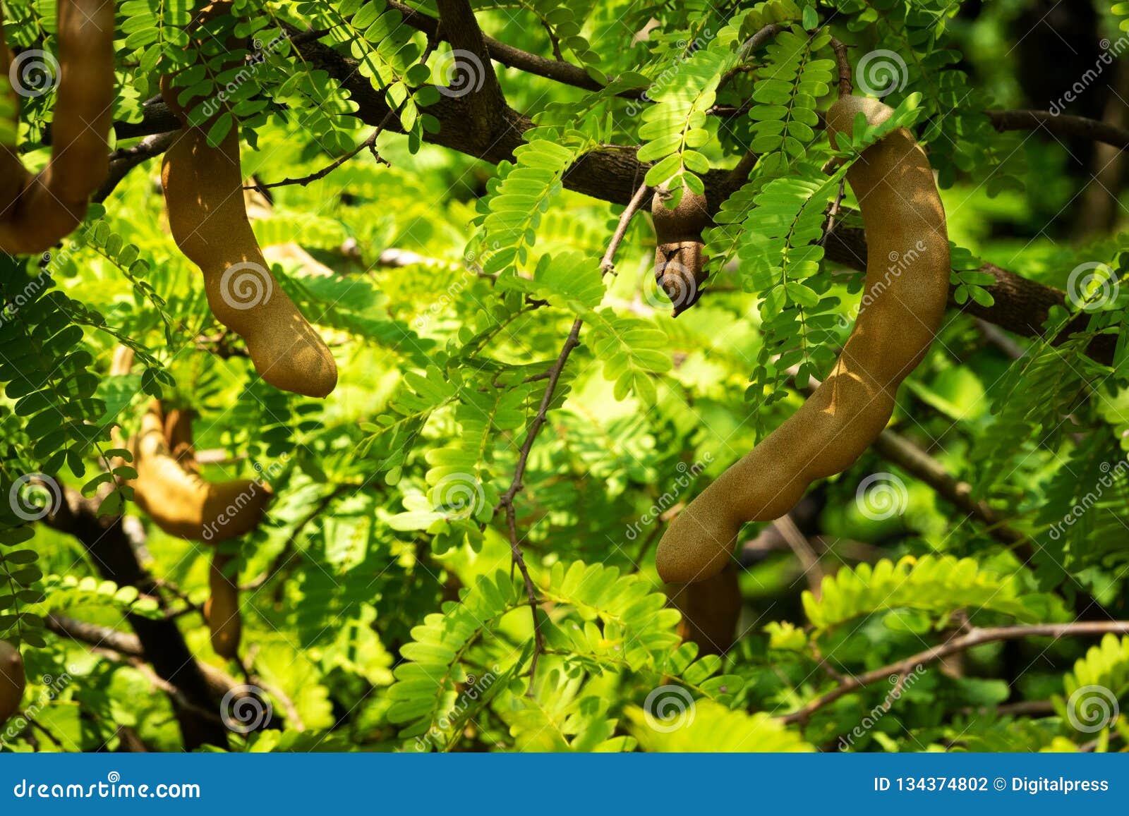 Tamarind on Tree stock photo. Image of bush, botany - 134374802