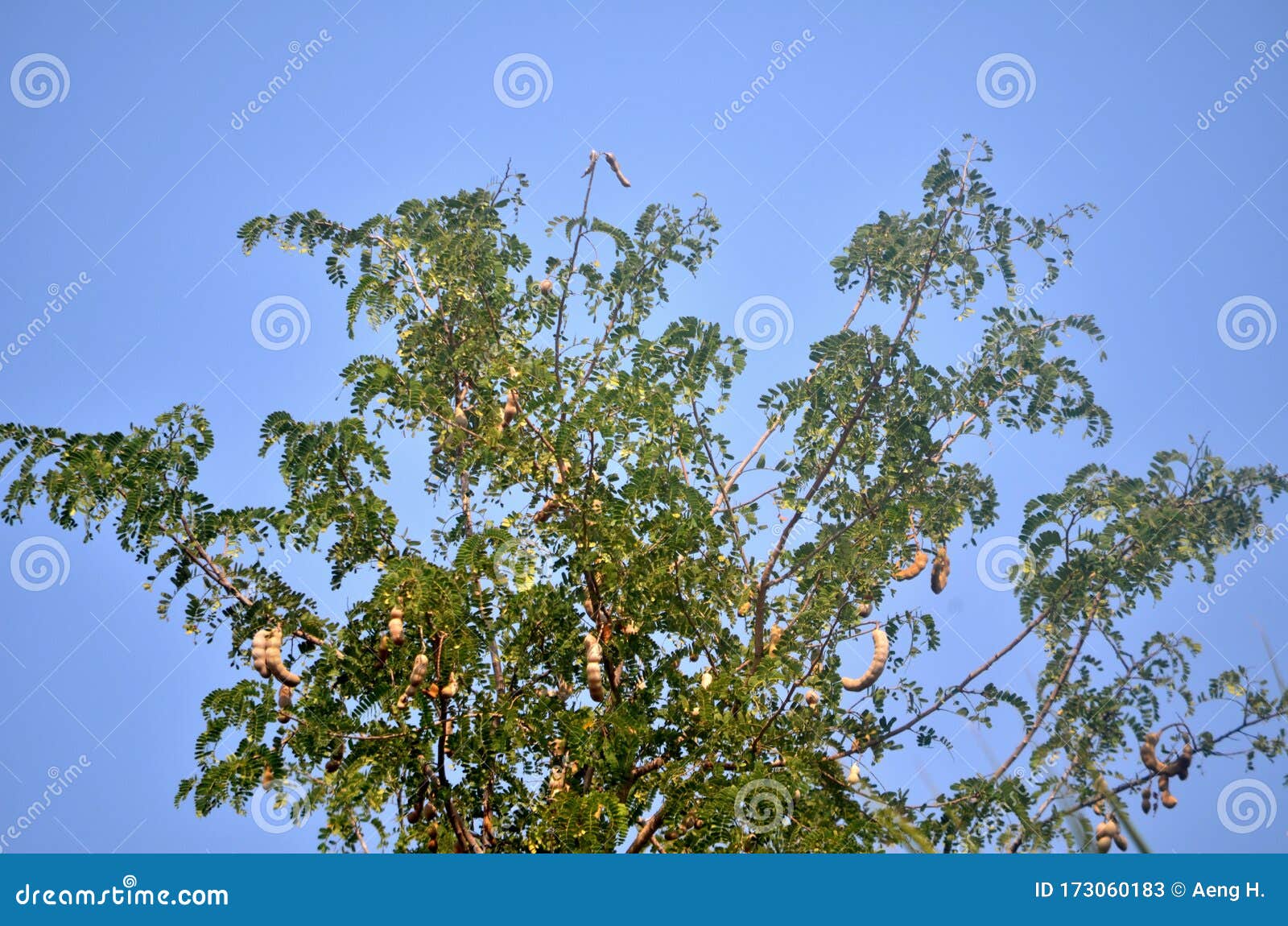 Tamarind tree. stock image. Image of areas, area, trees - 173060183