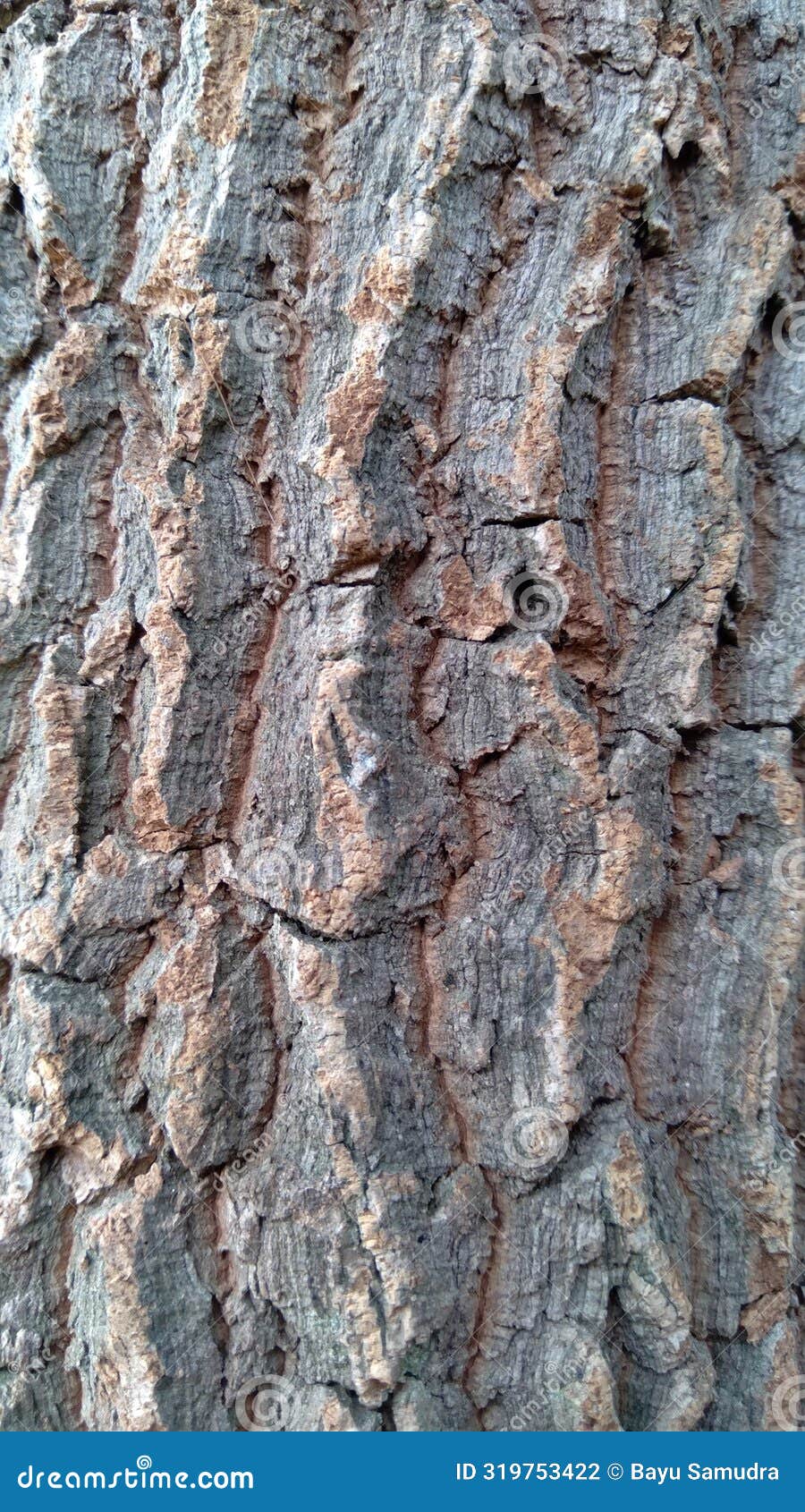 Tamarind tree texture stock photo. Image of trunk, texture - 319753422