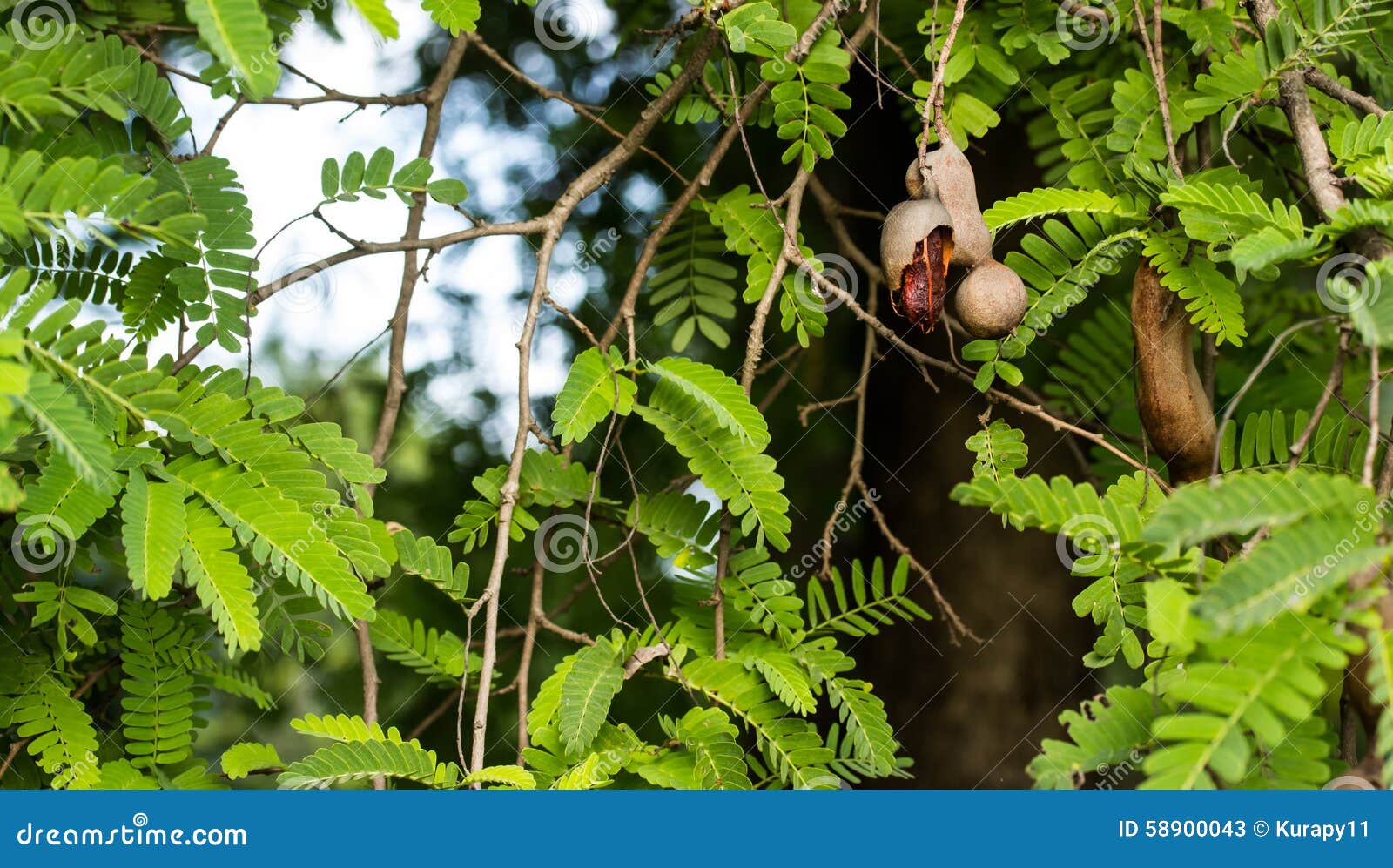 Tamarind on the tree stock image. Image of organic, nutrition - 58900043