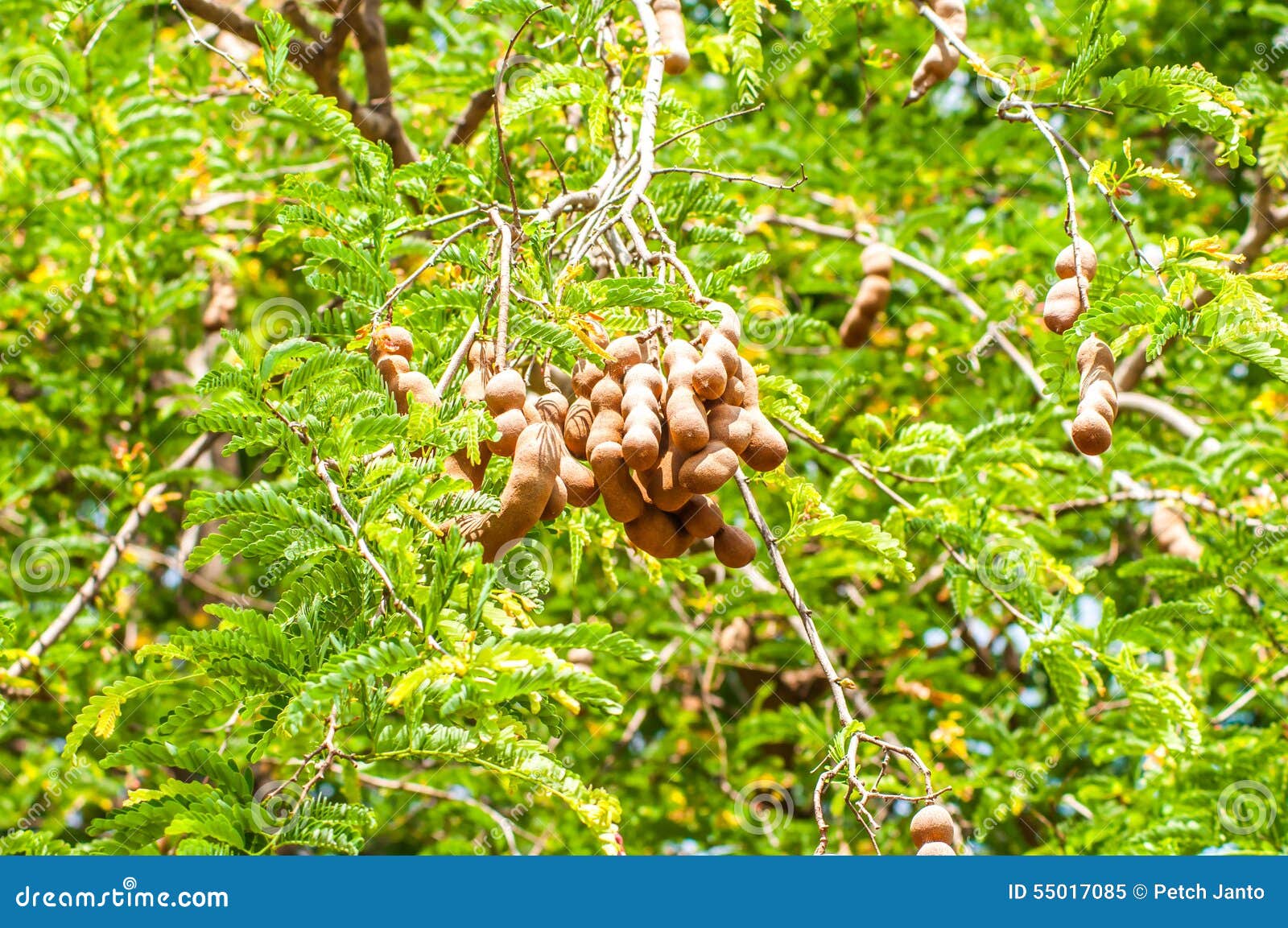 Tamarind on Trees Nature Plant Stock Image - Image of fruit, exotic ...