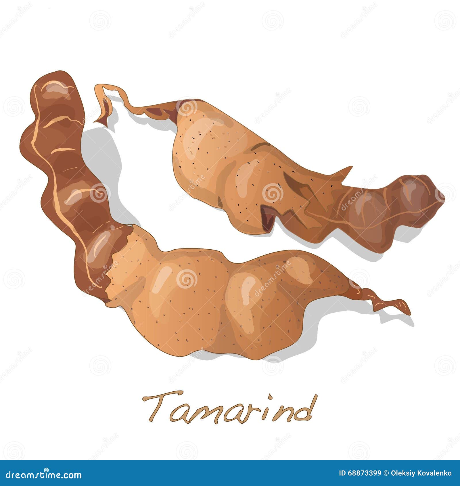 Tamarind vector stock vector. Illustration of sour, healthy - 68873399