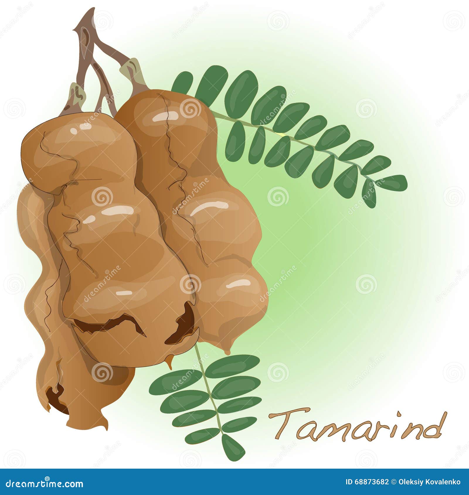 Tamarind vector stock vector. Image of cuisine, fruit - 68873682