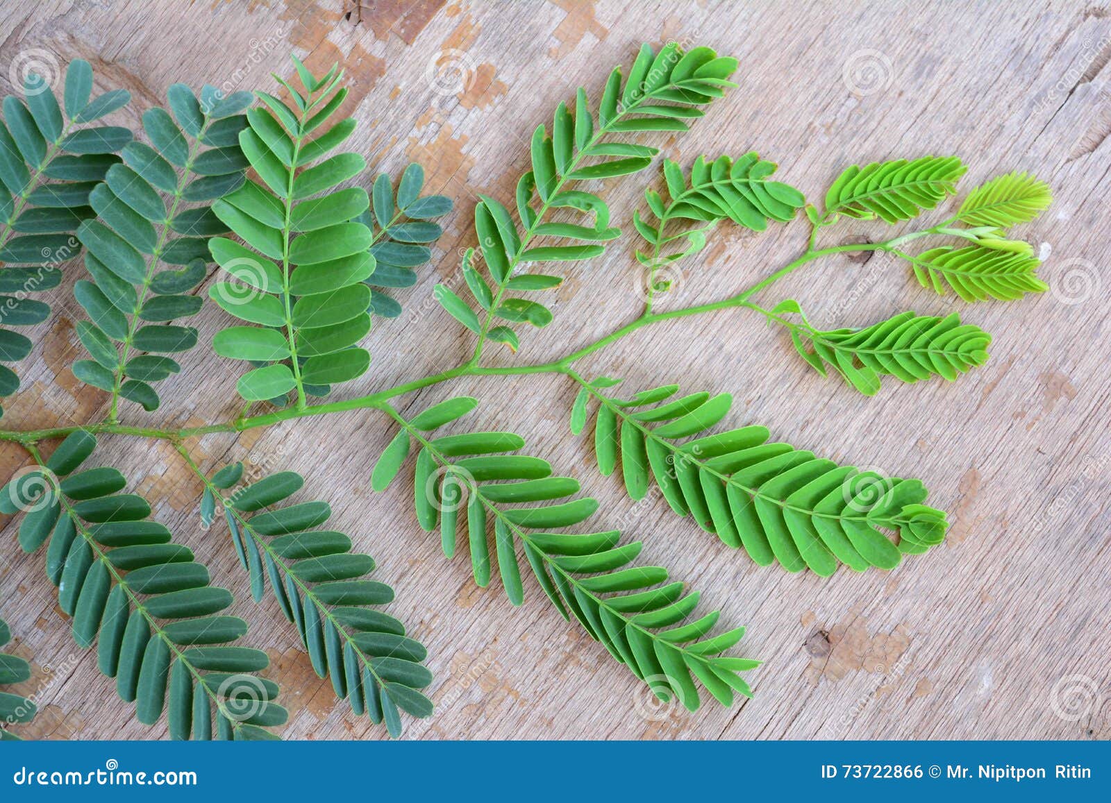 Tamarind stock photo. Image of young, food, leaves, ingredient - 73722866