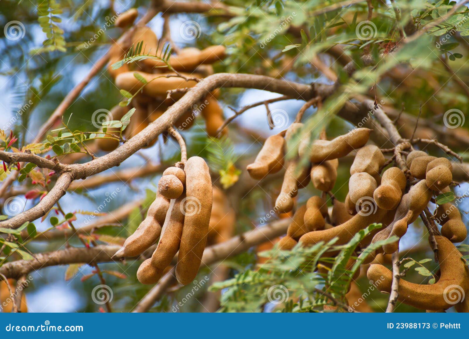 Tamarinde stock afbeelding. Image of koken, gezondheid - 23988173
