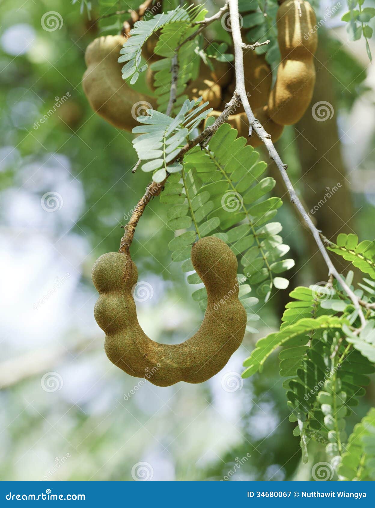 Tamarinde stock afbeelding. Image of zoet, vrucht, exotisch - 34680067