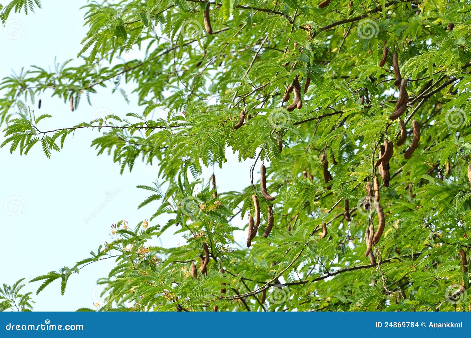 Tamarinde auf Baum stockfoto. Bild von frisch, grün, nahrung - 24869784