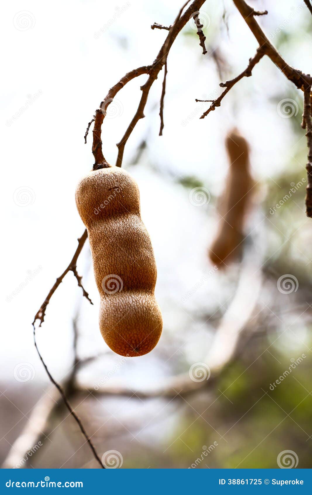 Tamarinde auf Baum stockbild. Bild von farbton, nave - 38861725