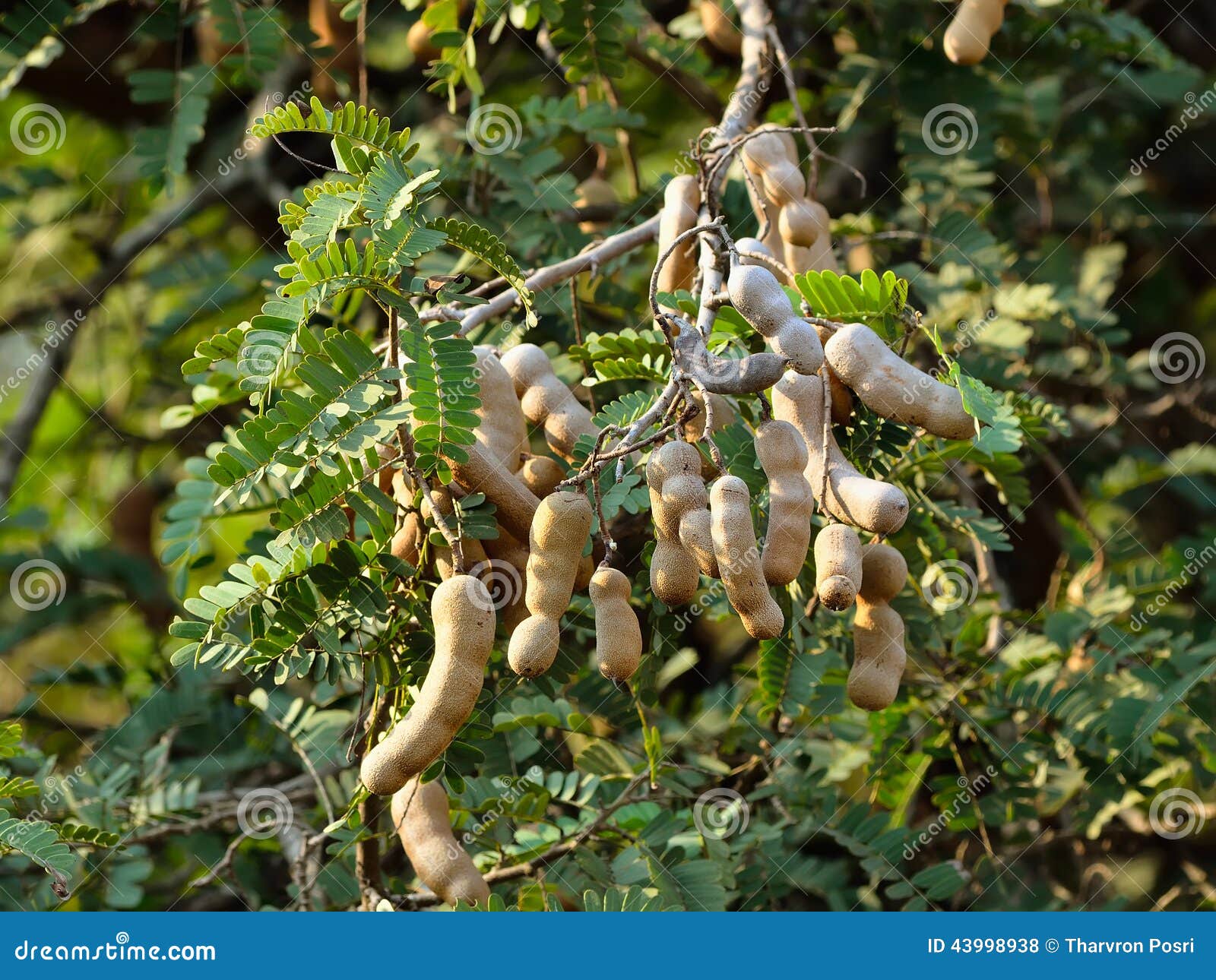 Tamarinde Auf Dem Baum Stockfotos und Bilder - Laden Sie 213 ...