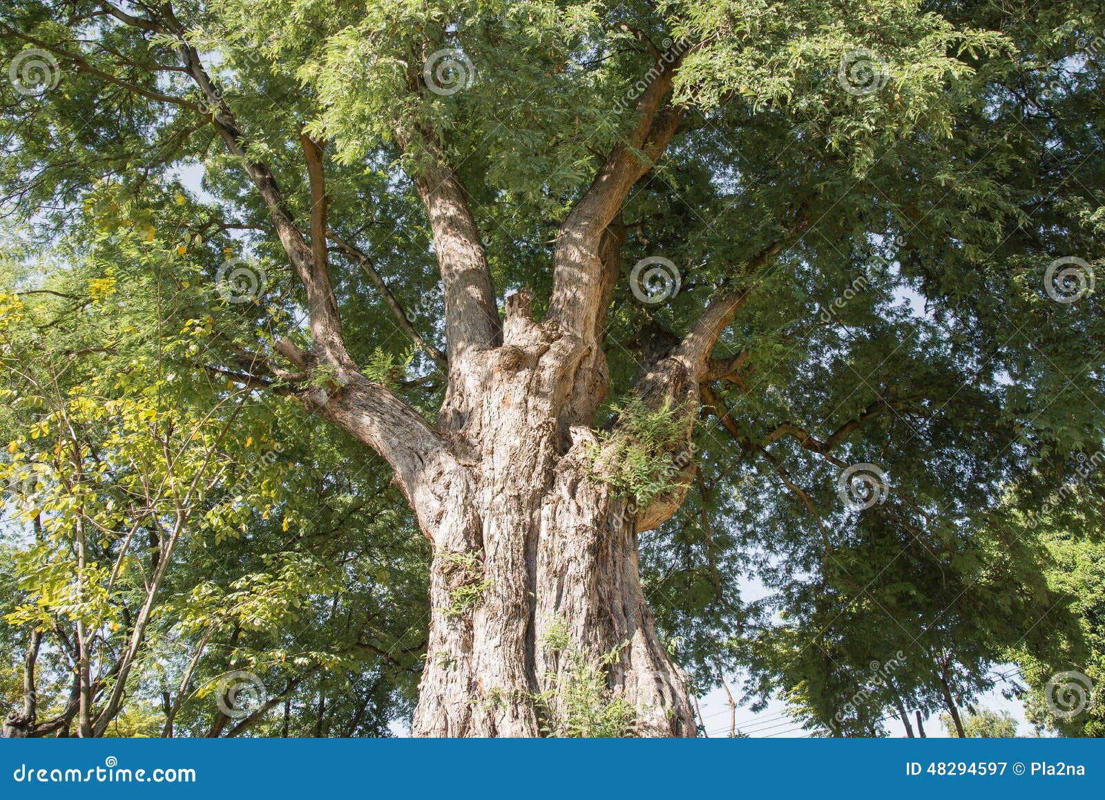 Tamarinde, Baum stockbild. Bild von frühling, tamarinde - 48294597