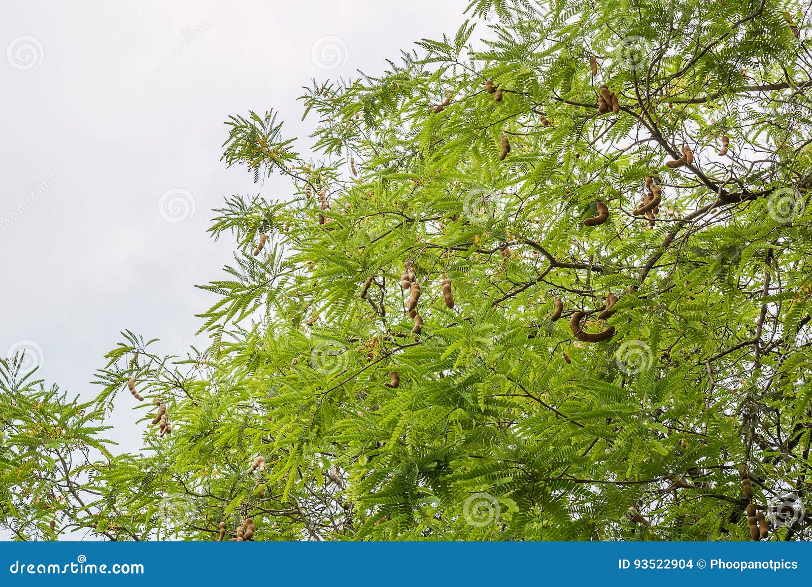 Tamarinde op boom stock foto. Image of landbouw, achtergrond - 93522904