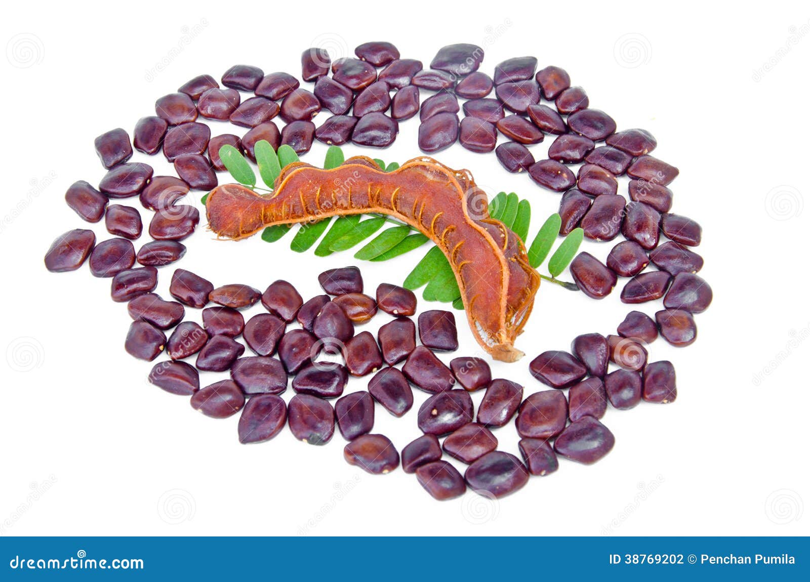 Tamarinde Und Tamarinden-Samen Stockfoto - Bild von asien, frische ...