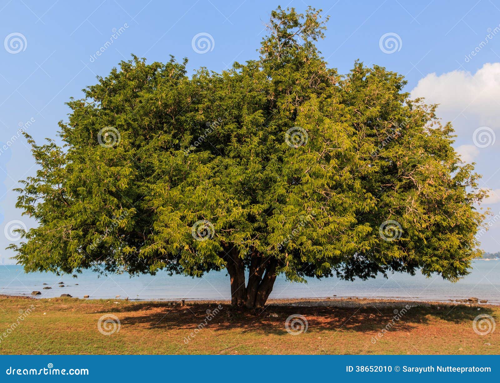 Tamarindeboom stock foto. Image of openlucht, doorbladert - 38652010