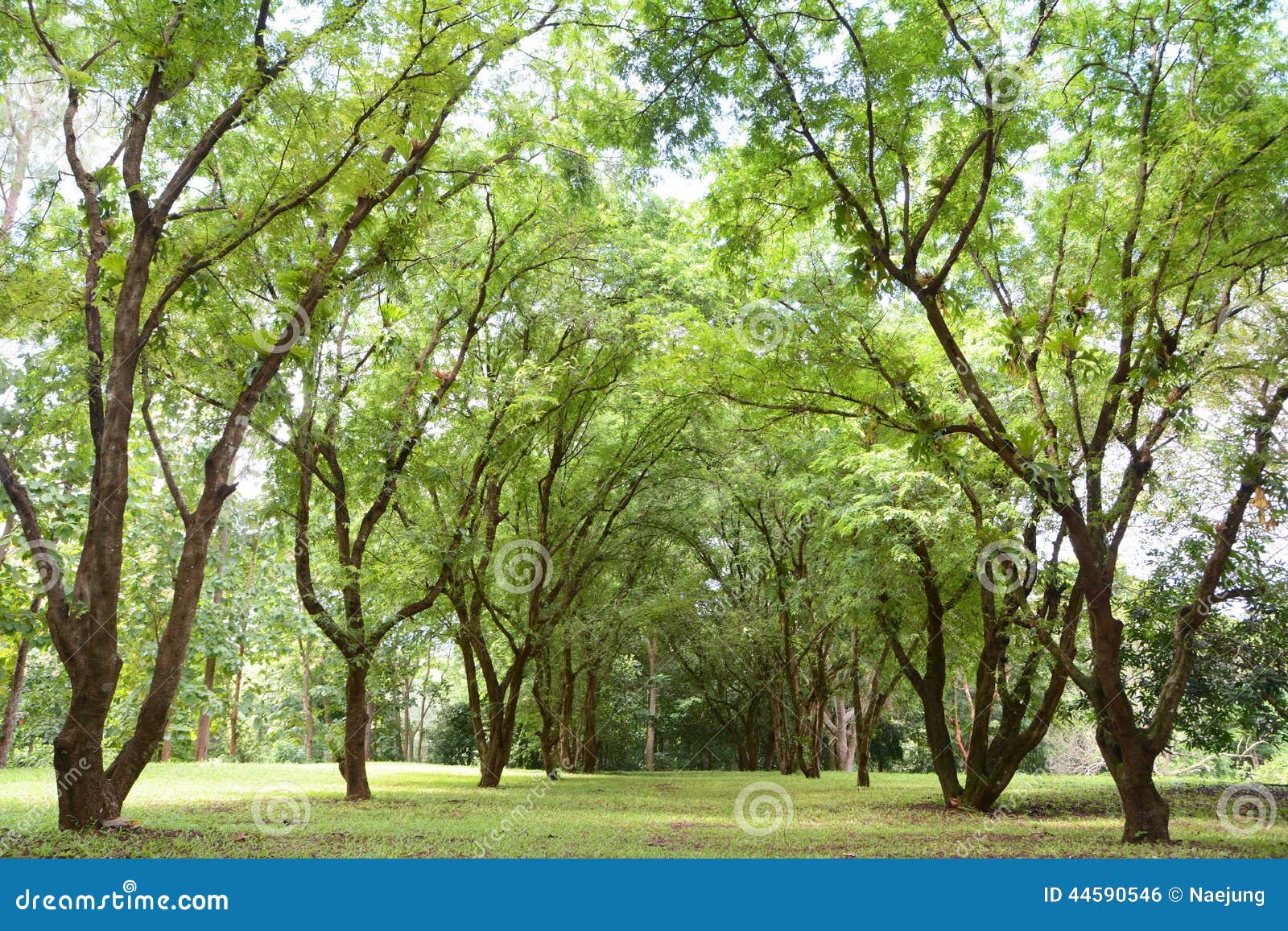 Tamarindeboom stock foto. Image of gezondheid, groep - 44590546