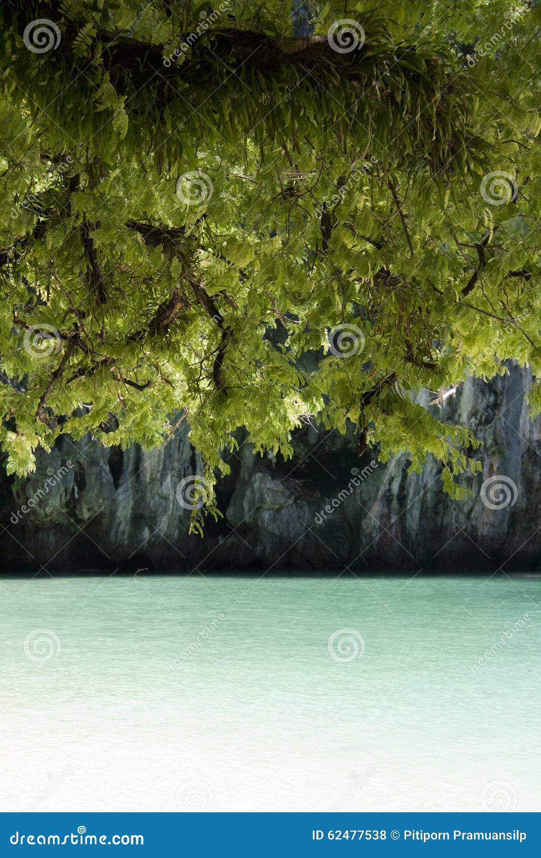 Tamarindeboom En Varen Op Het Strand Stock Foto - Image of zand, baai ...