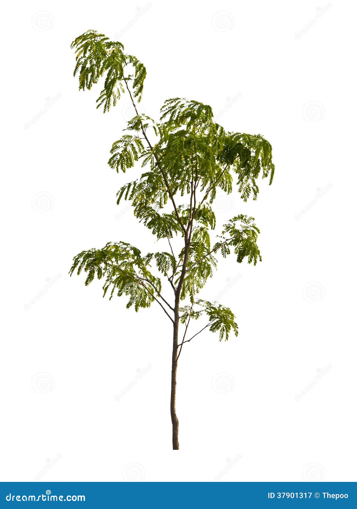 Tamarindeboom Op Witte Achtergrond Stock Afbeelding - Image of ...