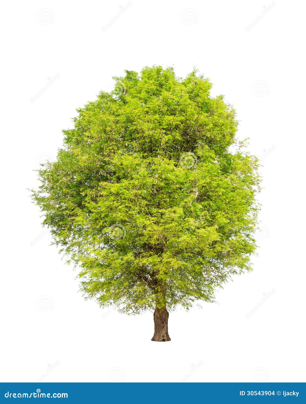 Tamarindeboom (Tamarindus Indica) Stock Foto - Image of geïsoleerd ...