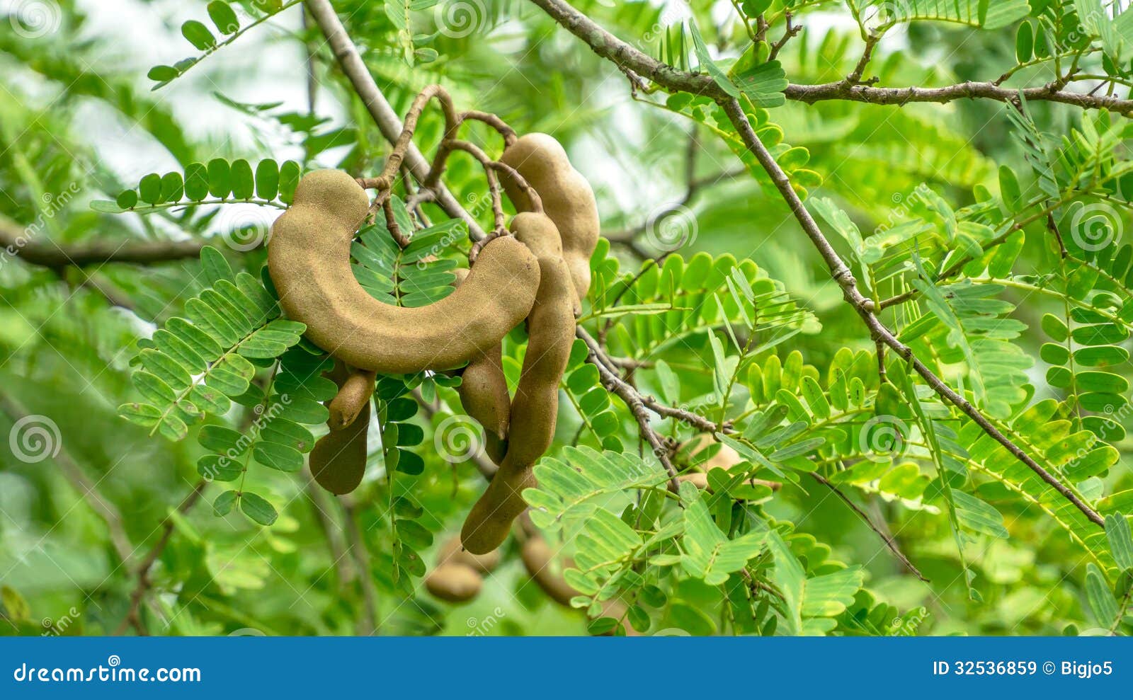 Tamarindenbaum mit Samen stockbild. Bild von nave, organisch - 32536859