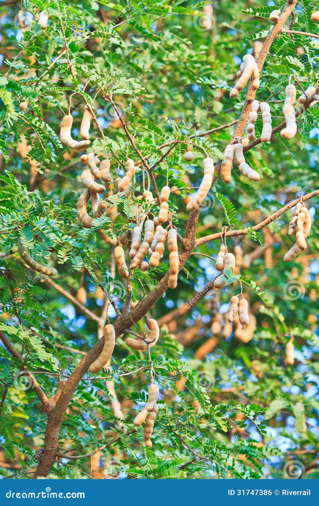 Tamarindepeul stock foto. Image of blad, eten, aziatisch - 31747386
