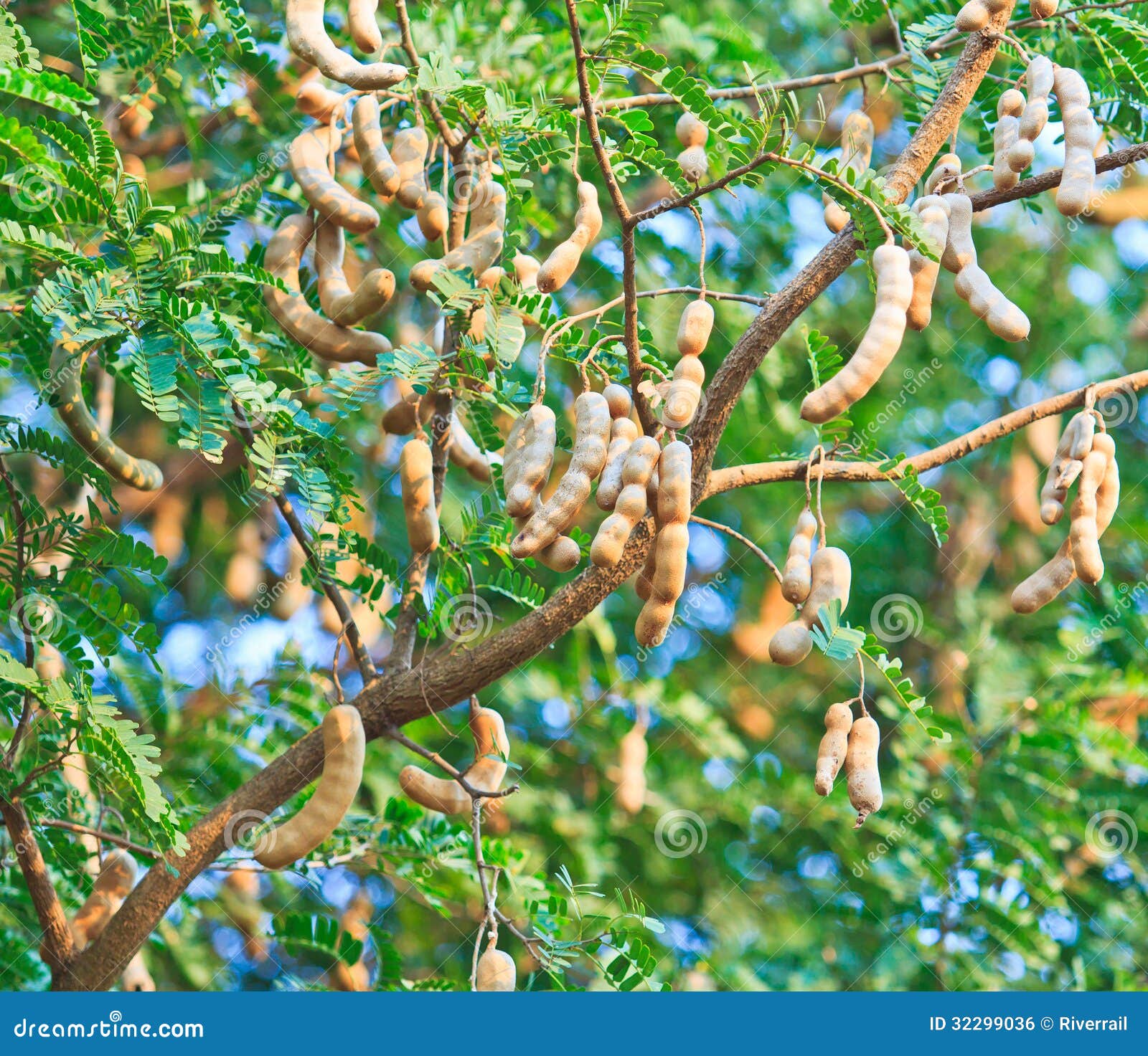 Tamarindepeul stock foto. Image of vrucht, heerlijk, peul - 32299036