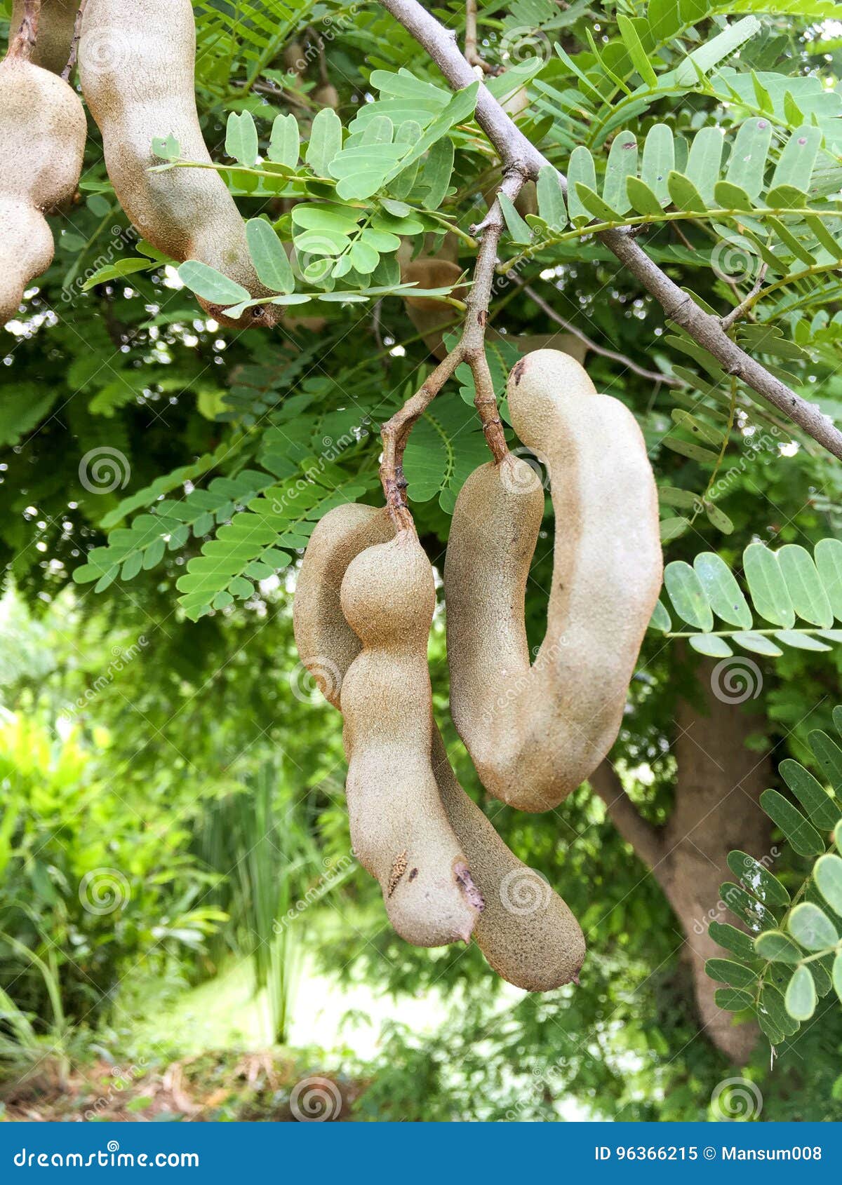Tamarindus indica fruit stock image. Image of leaf, green - 96366215