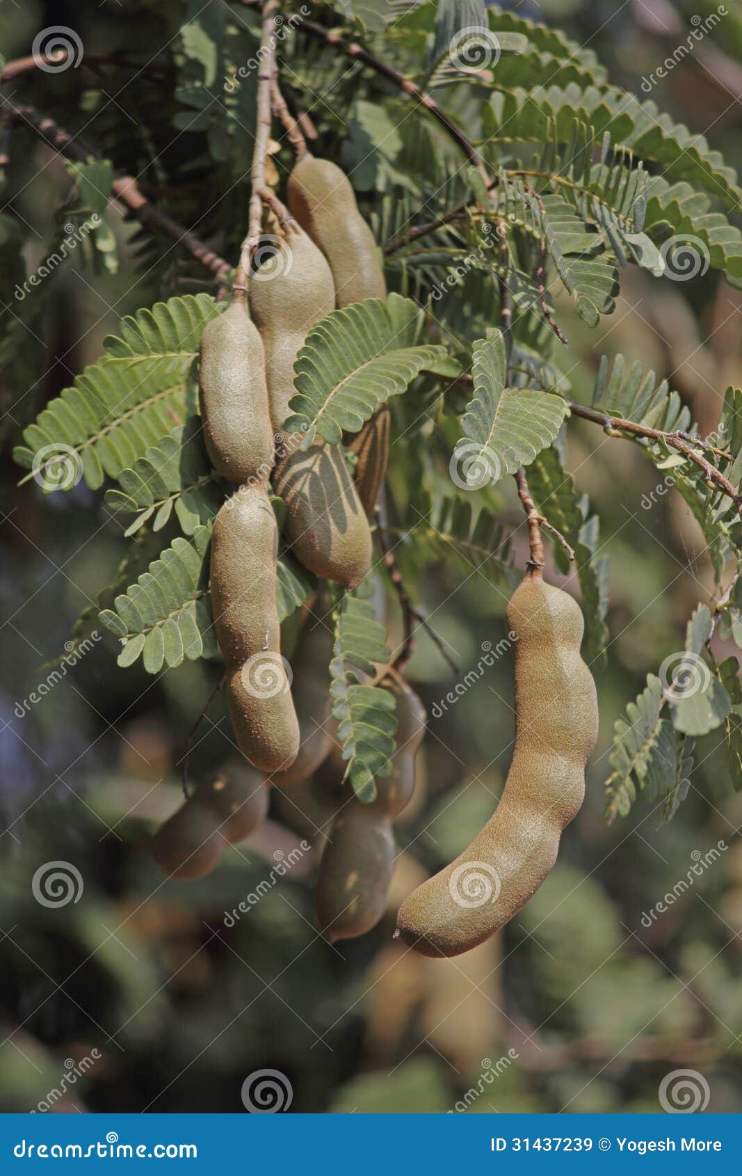 Tamarindus Indica stock image. Image of sour, india, shell - 31437239